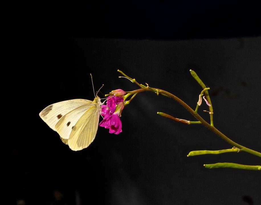 QUARTER SIZE BUTTERFLY | Shutterbug